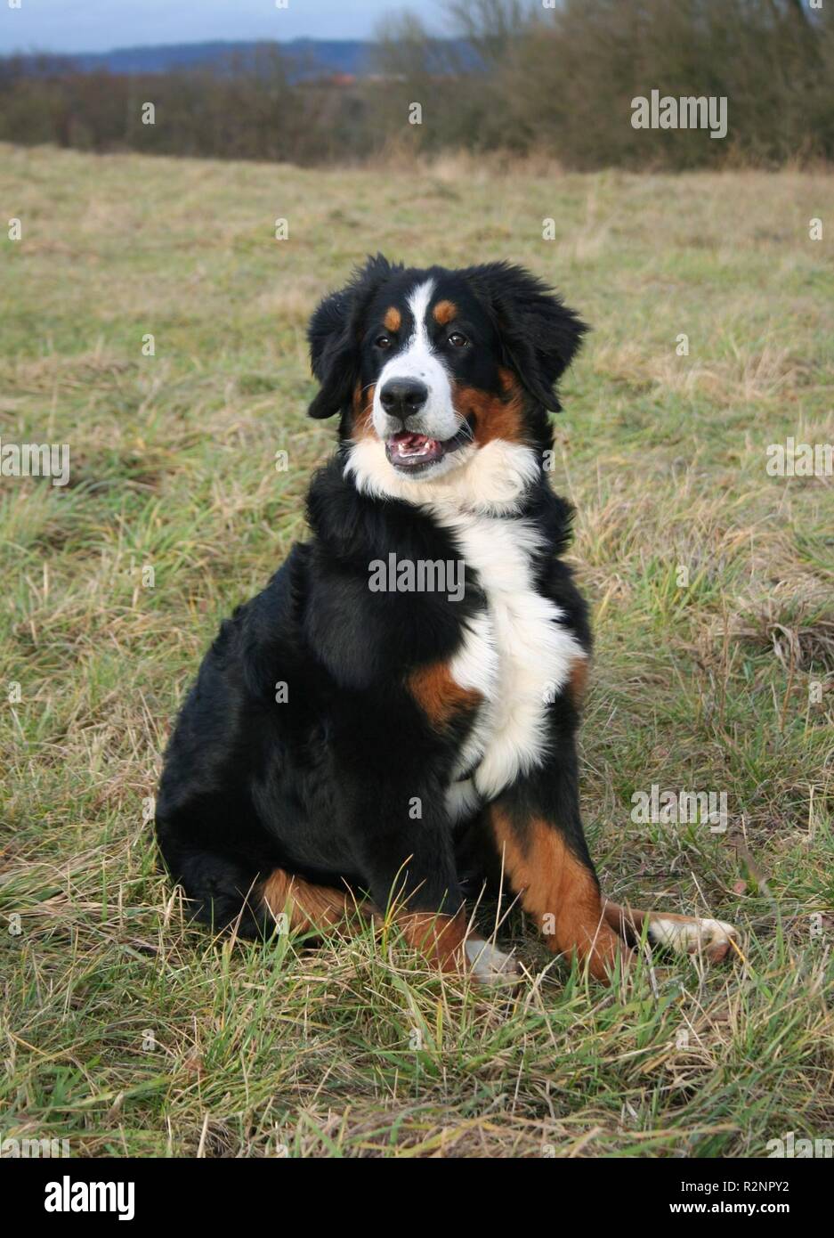 Berner hund hi-res stock photography and images - Alamy