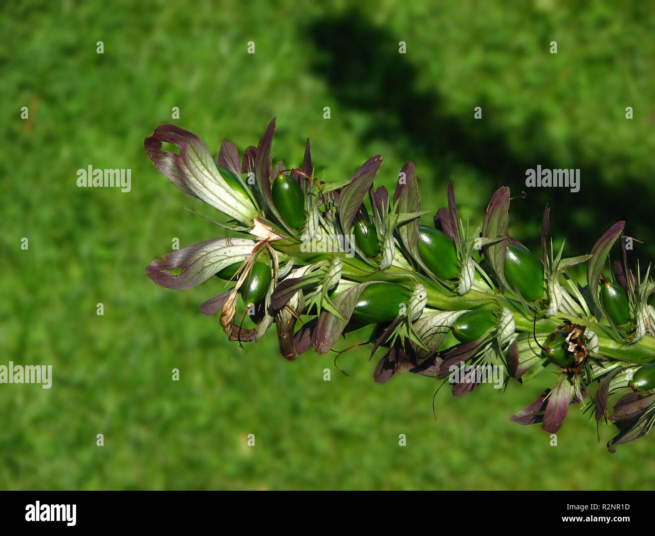 Enzianfamilie hi-res stock photography and images - Alamy