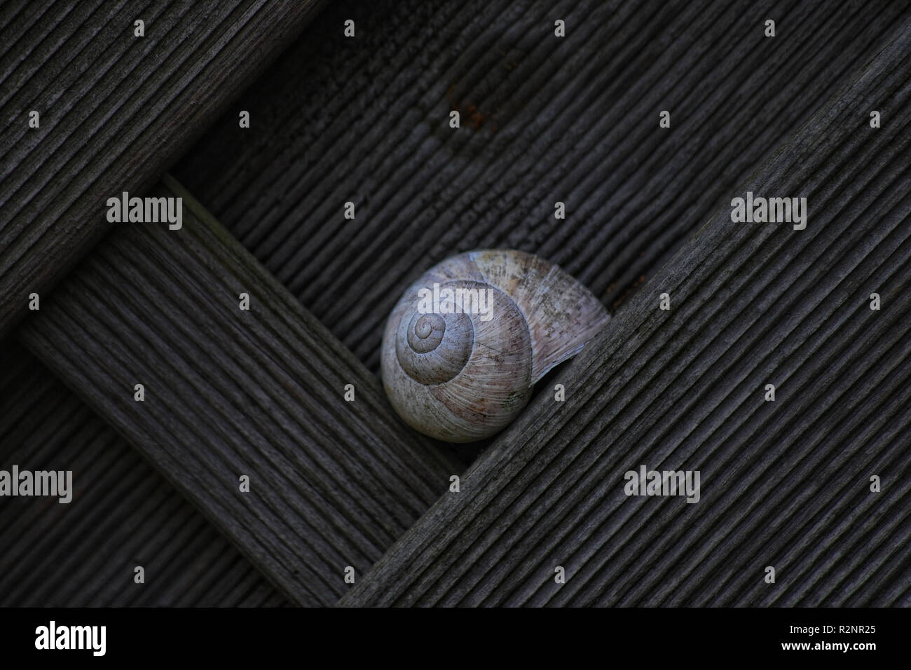 Natural Shell Structures Examples