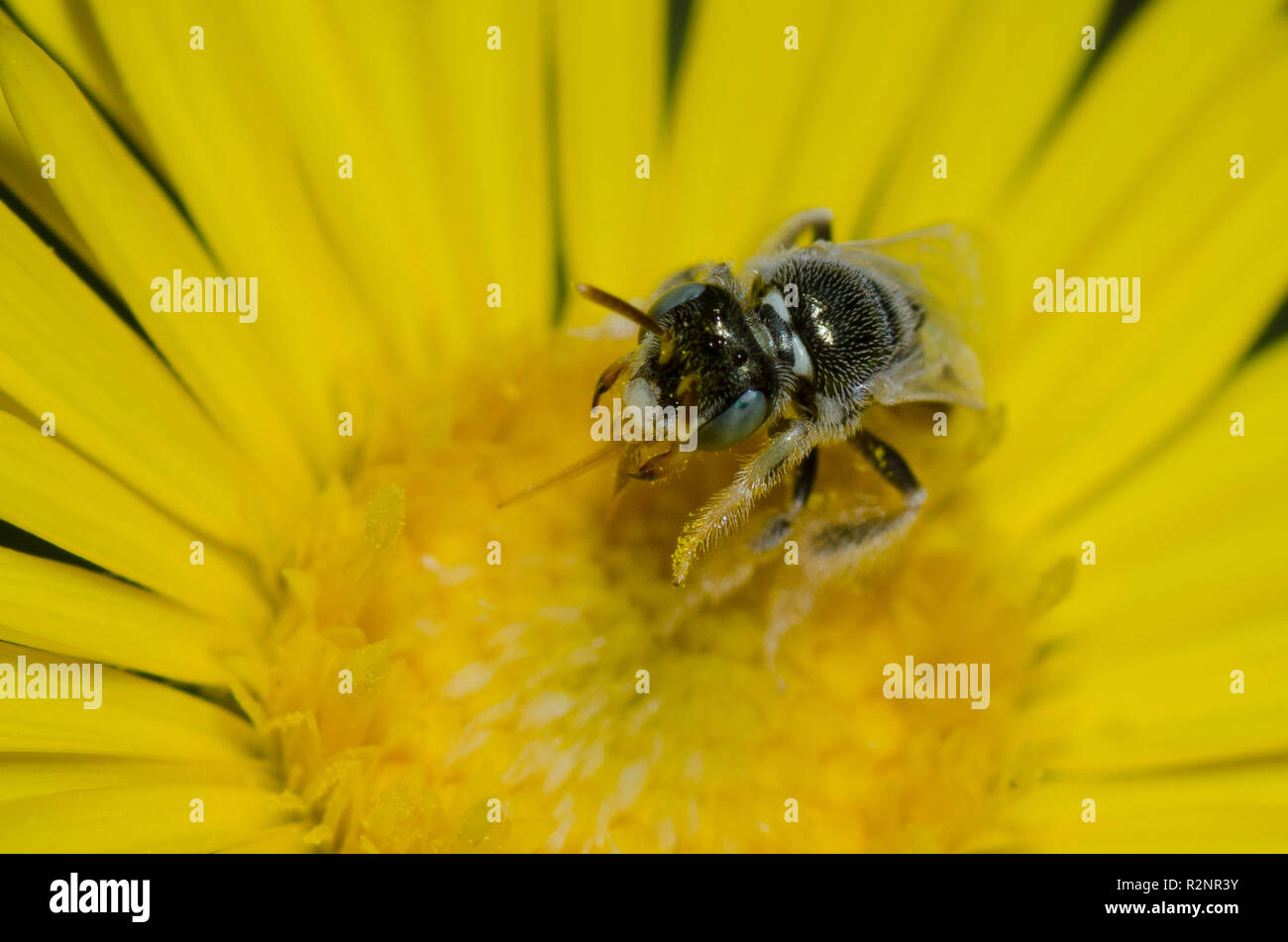 Perdita bee hi-res stock photography and images - Alamy