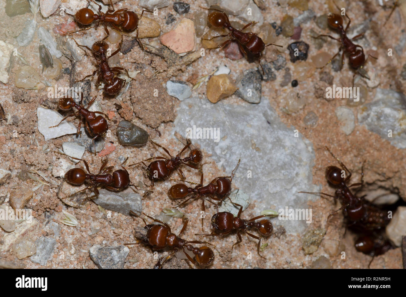 Harvester Ants, Pogonomyrmex sp Stock Photo - Alamy