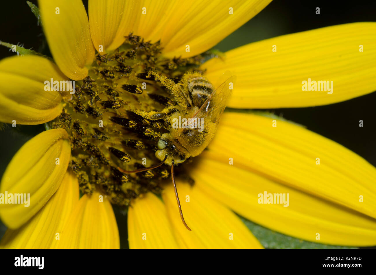 Melissodes sp hi-res stock photography and images - Alamy