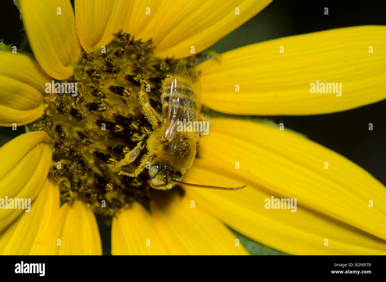 Long horned bee melissodes sp hi-res stock photography and images - Alamy