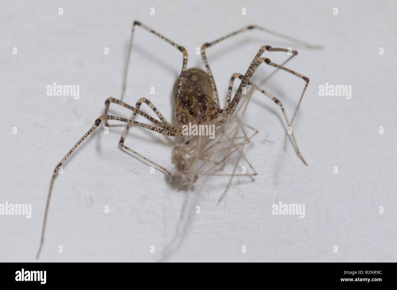 Spitting spider hi-res stock photography and images - Alamy