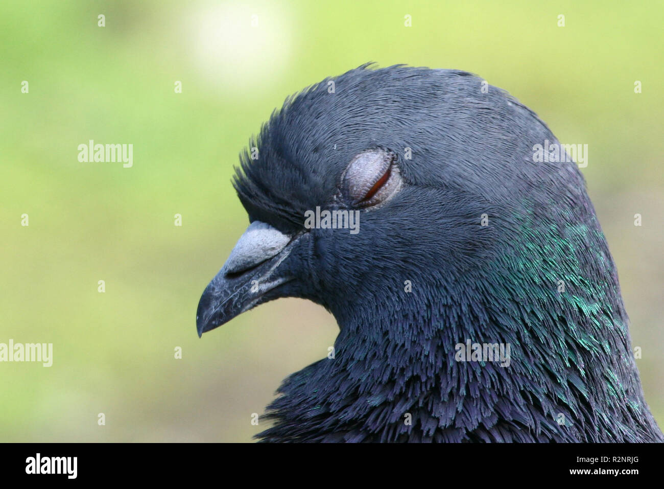 Haustauben hi-res stock photography and images - Alamy