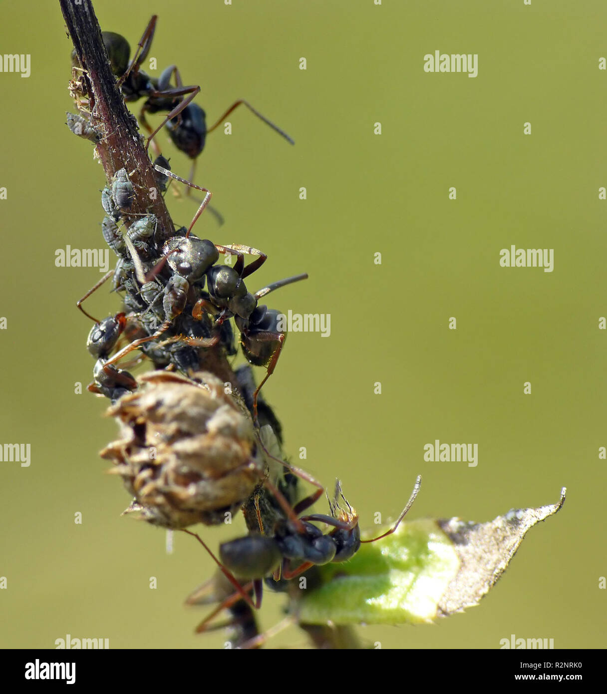 Symbiosis animal hi-res stock photography and images - Alamy