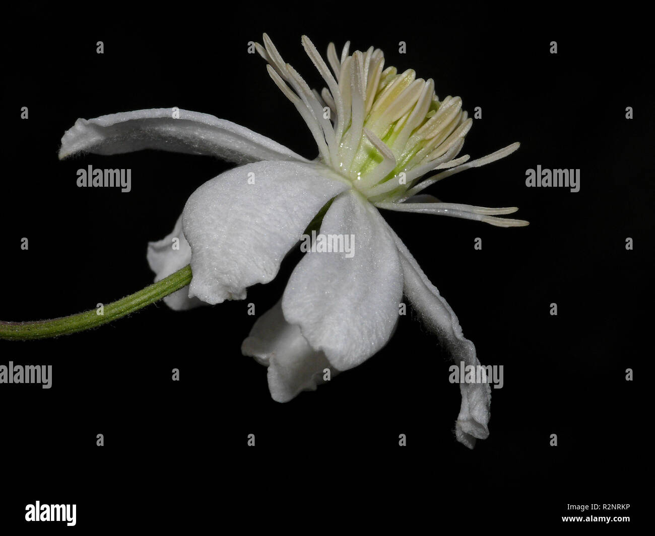 Clematis climbing plant twiners plant hi-res stock photography and ...