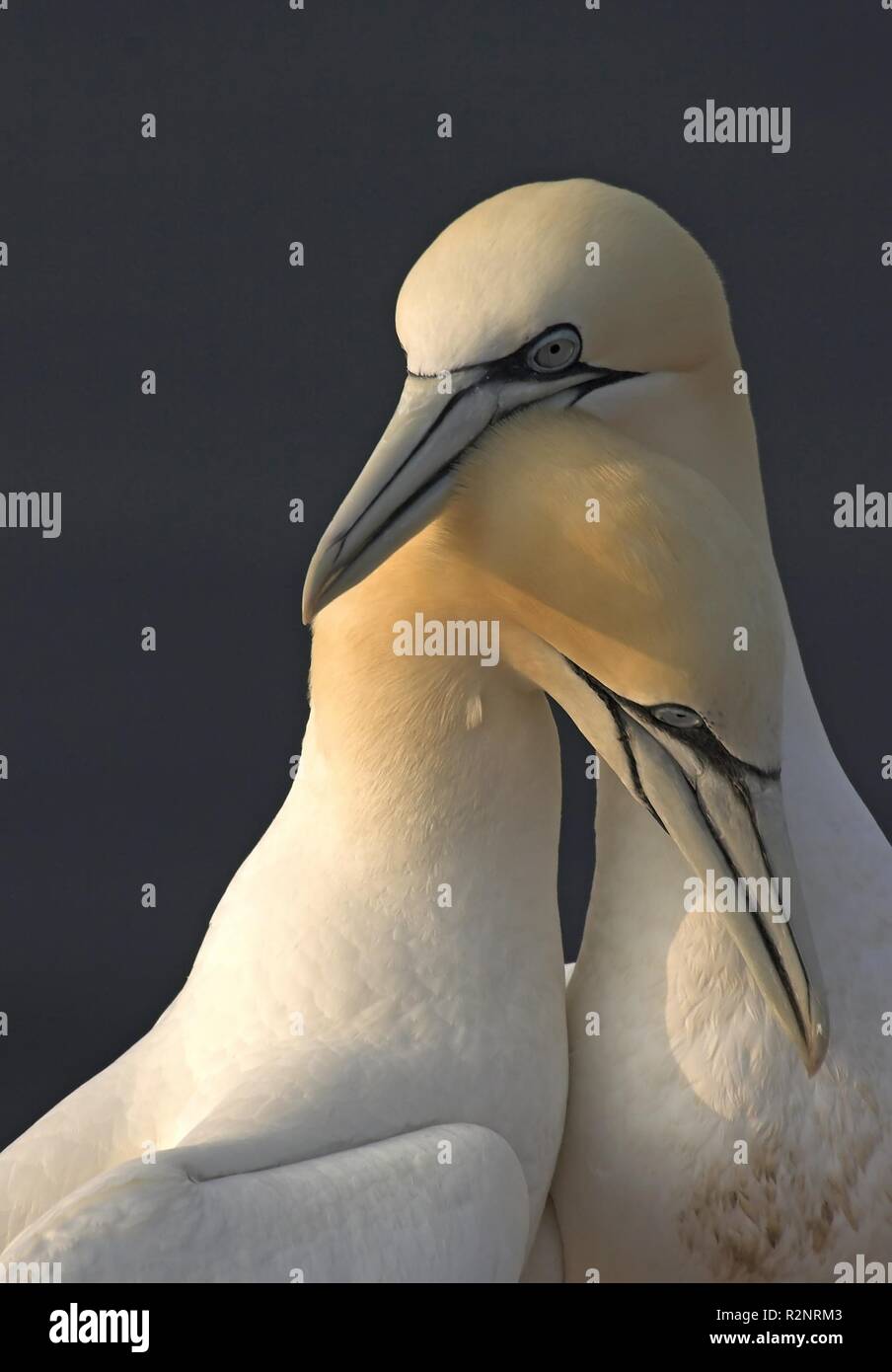 Gannet pair hi-res stock photography and images - Alamy