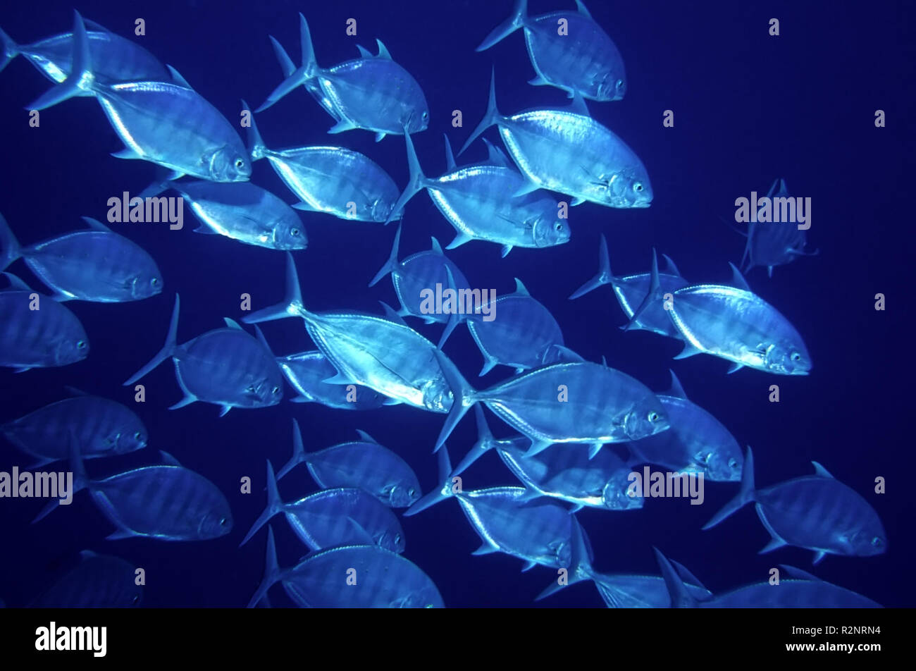 Fish school mackerel hi-res stock photography and images - Alamy