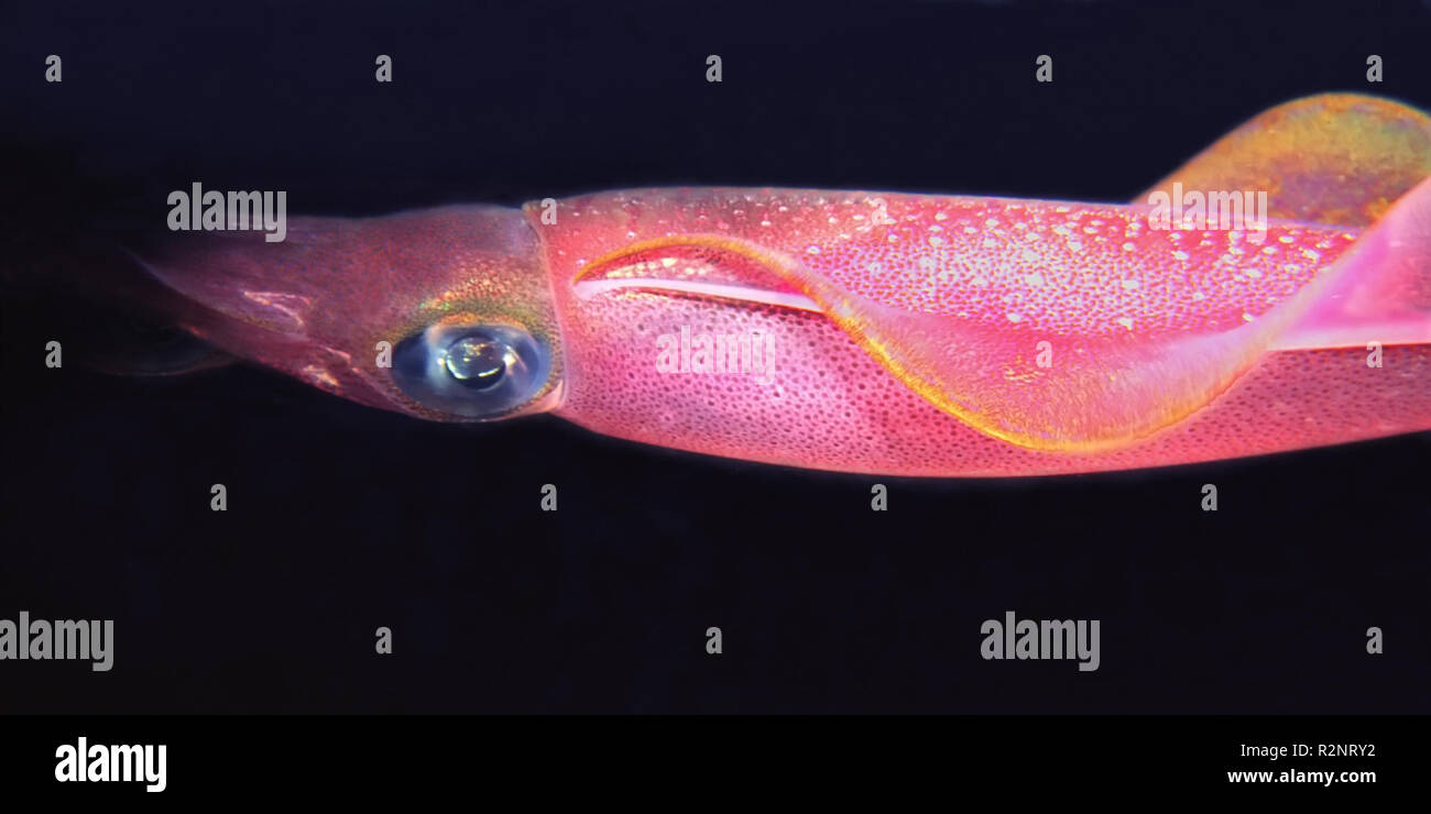 (cuttlefish or squid) and siphon hi-res stock photography and images ...