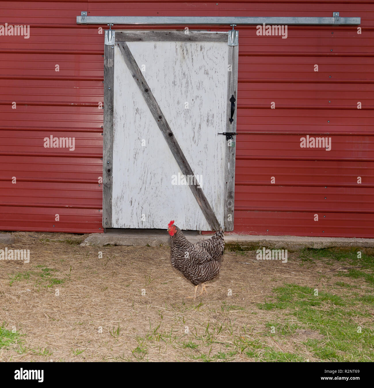 Chicken barn door hi-res stock photography and images - Alamy