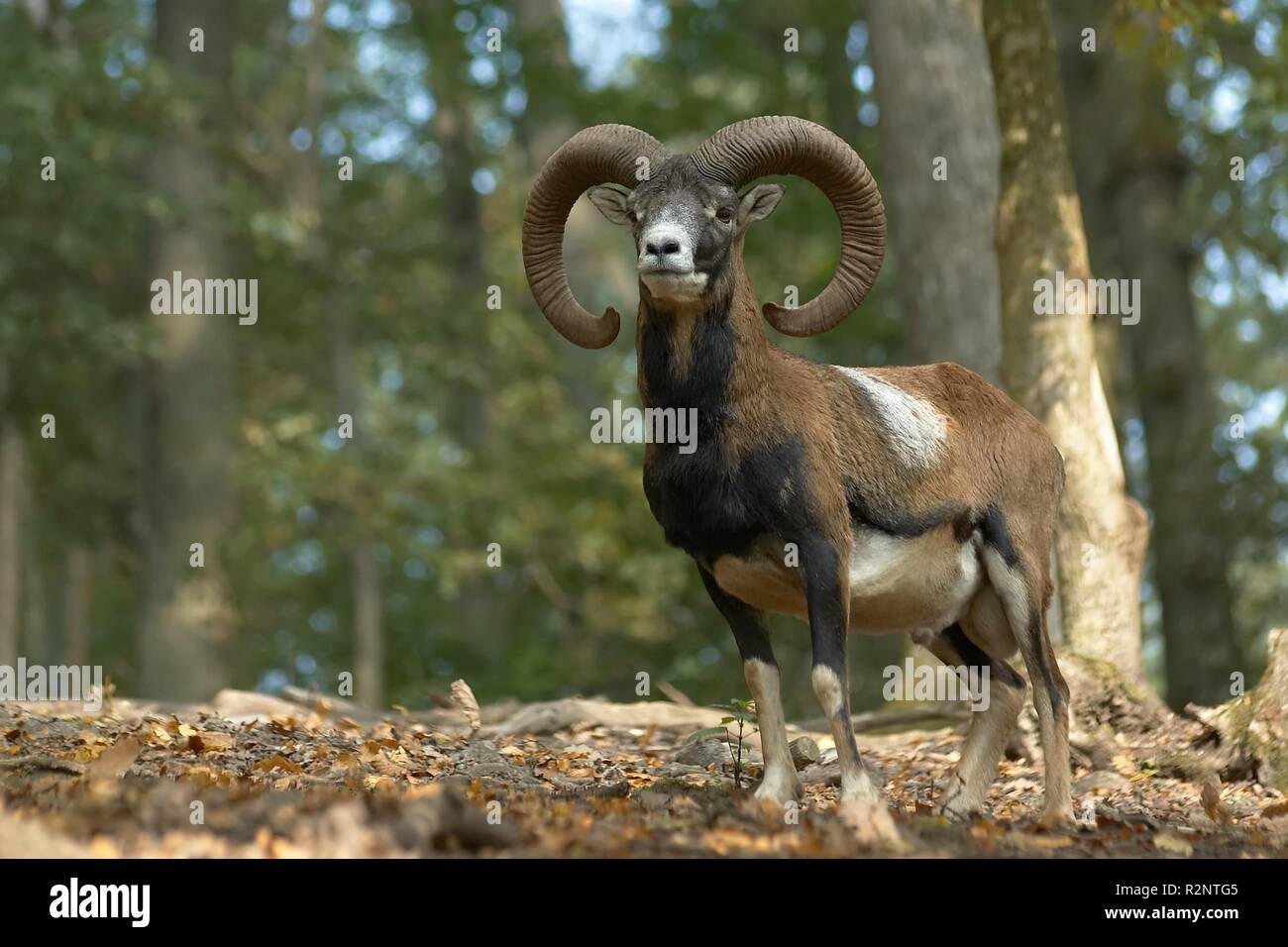 Mouflon sheep hi-res stock photography and images - Alamy