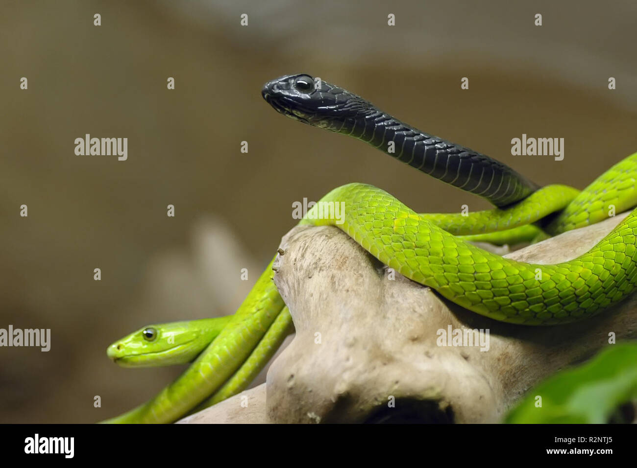 Green Mamba Vs Boomslang