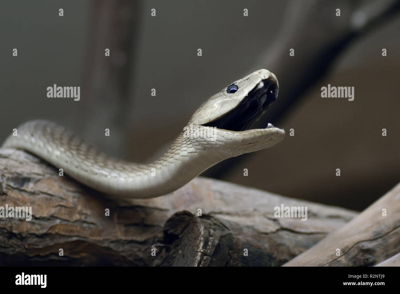 Black mamba mouth open hi-res stock photography and images - Alamy