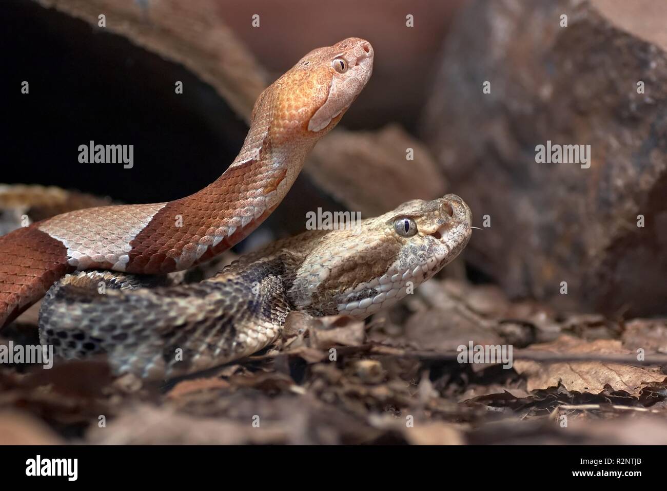 copperhead and timber rattlesnake Stock Photo - Alamy