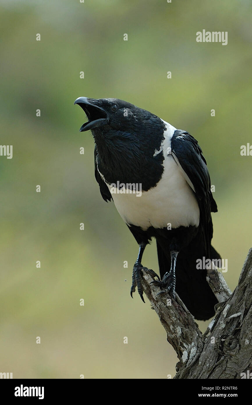 Talking raven hi-res stock photography and images - Alamy