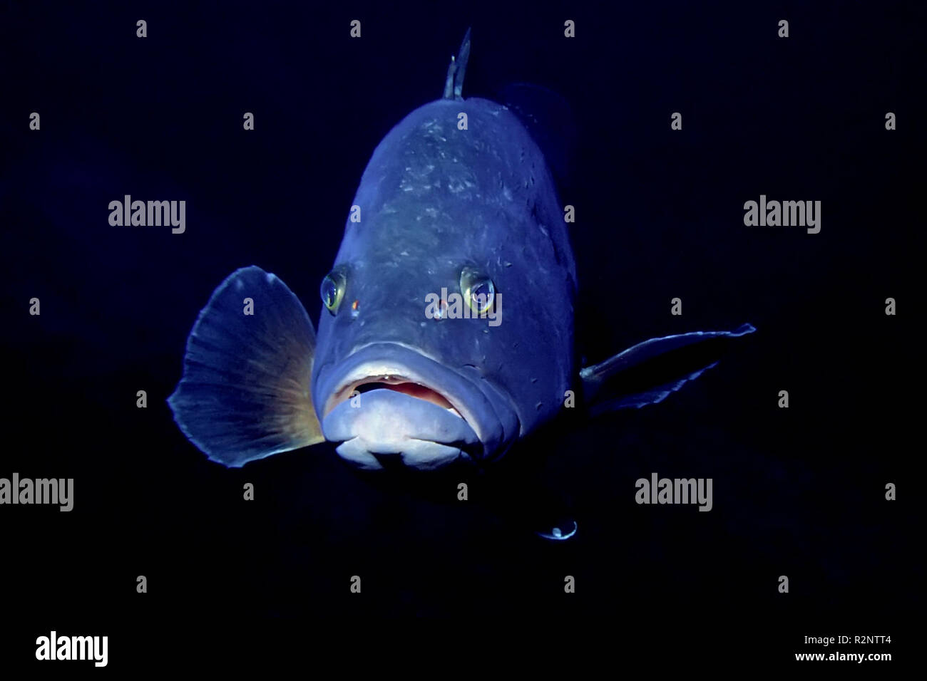 Dusky grouper madeira hi-res stock photography and images - Alamy