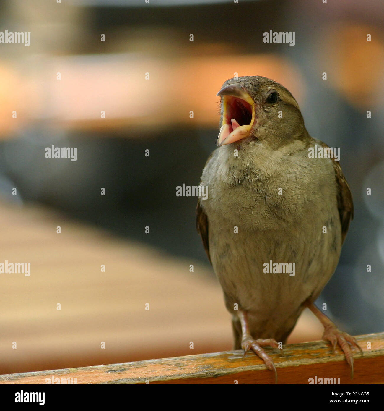 Tiny sparrow hi-res stock photography and images - Alamy