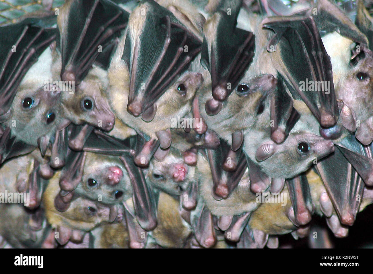 Fleder hi-res stock photography and images - Alamy