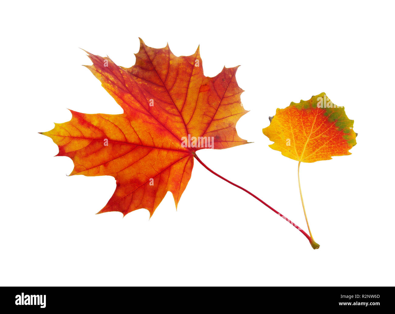 Pappelblatt hi-res stock photography and images - Alamy