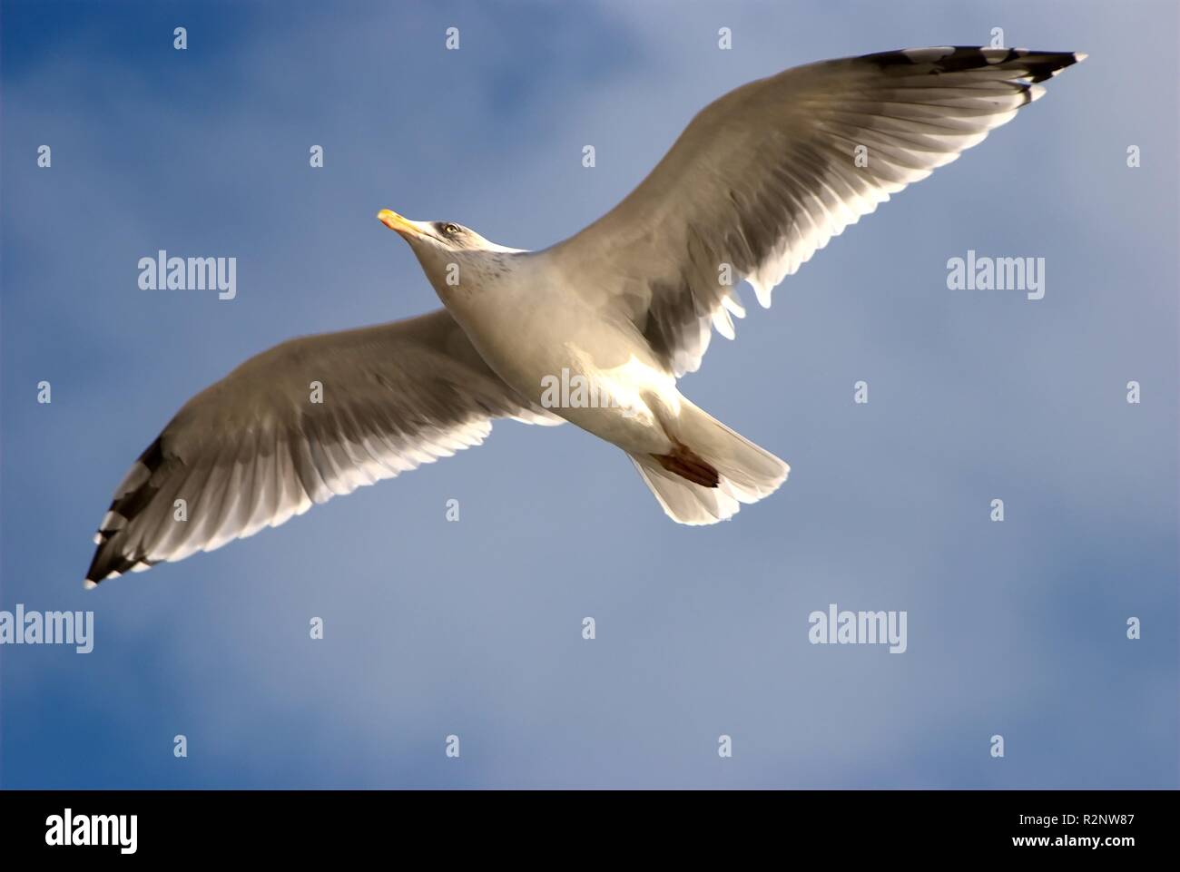 gull in flight with full span Stock Photo - Alamy