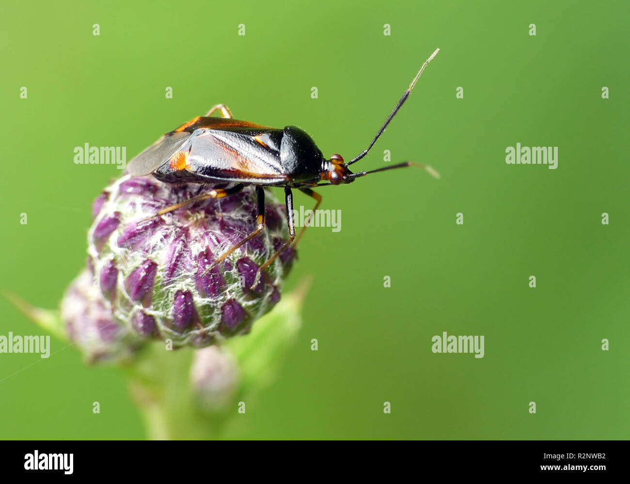 Deraeocoris hi-res stock photography and images - Alamy