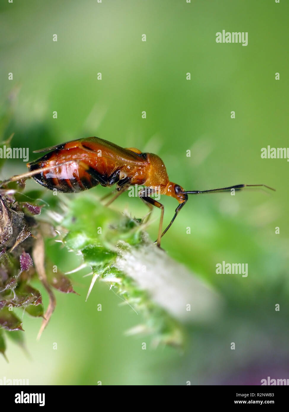 Deraeocoris hi-res stock photography and images - Alamy