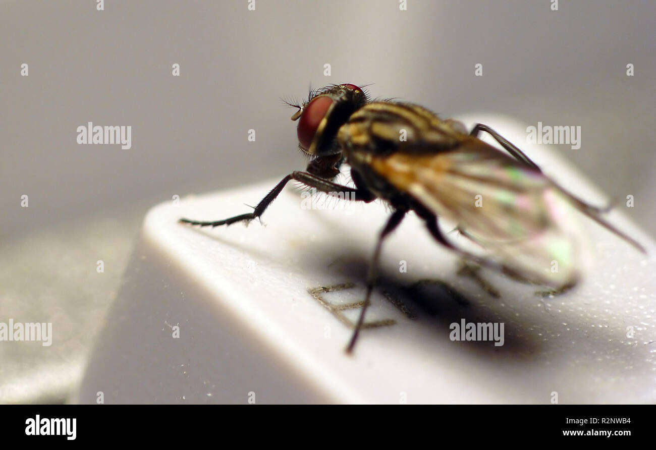 fly on keyboard Stock Photo - Alamy