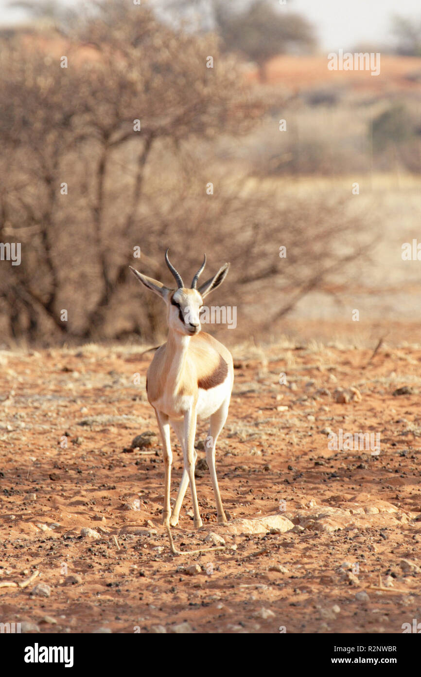 Short springbok hi-res stock photography and images - Alamy