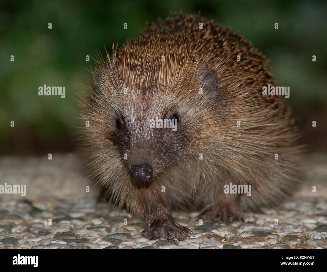 Rare hedgehog hi-res stock photography and images - Alamy