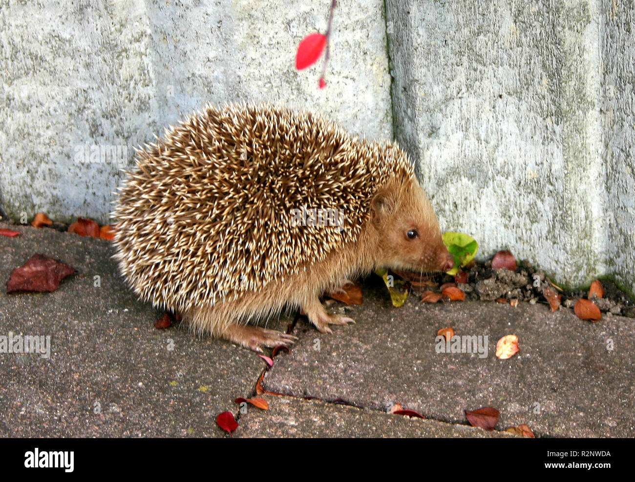 Prickly animals hi-res stock photography and images - Alamy