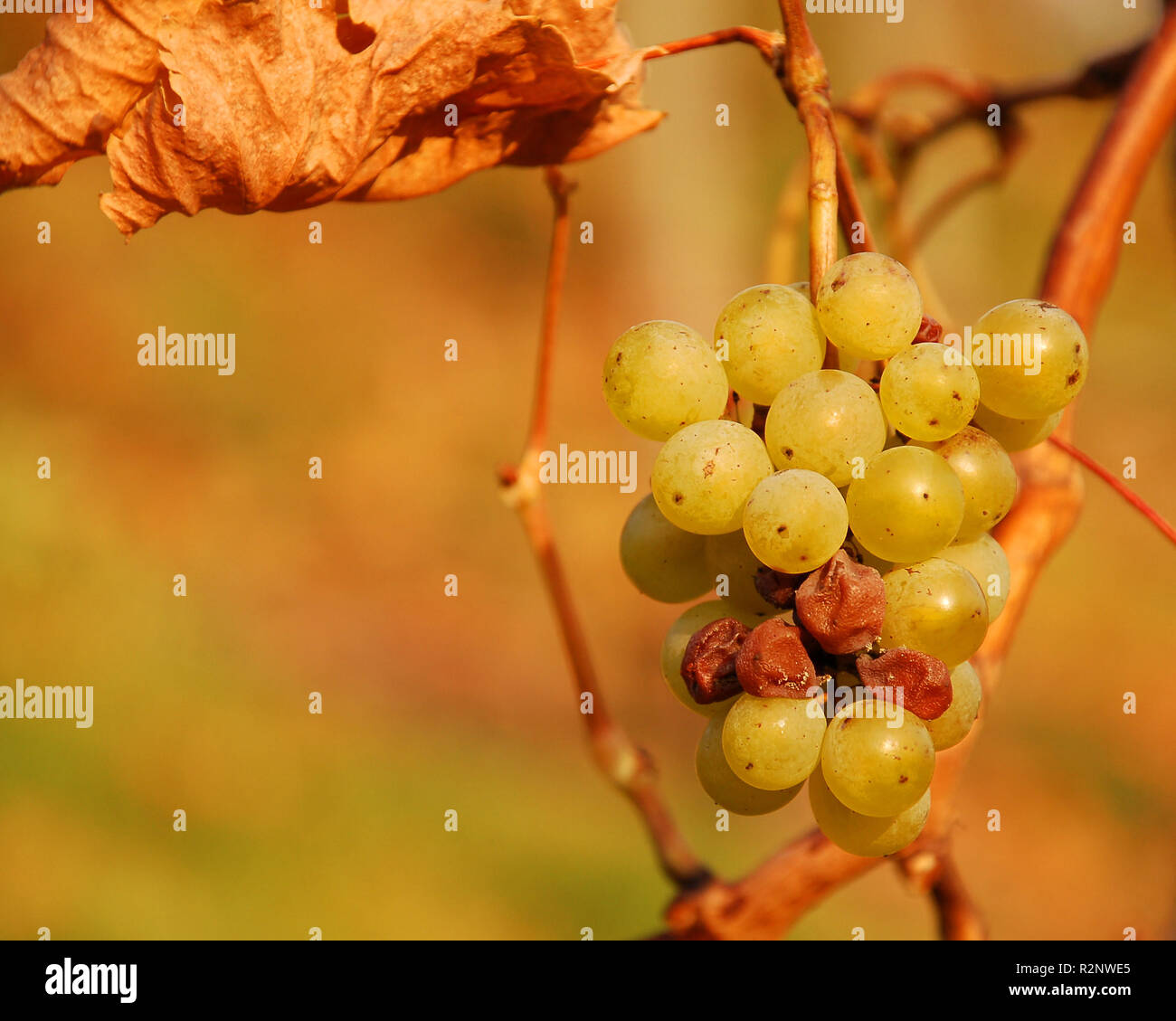 Lazes about hi-res stock photography and images - Alamy