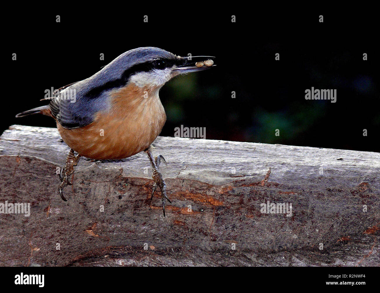 Nuthatch claws hi-res stock photography and images - Alamy