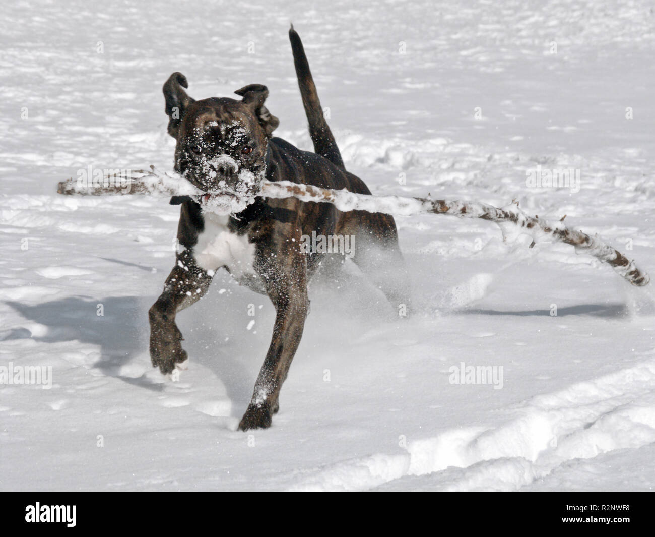 Boxer dog bite hi-res stock photography and images - Alamy