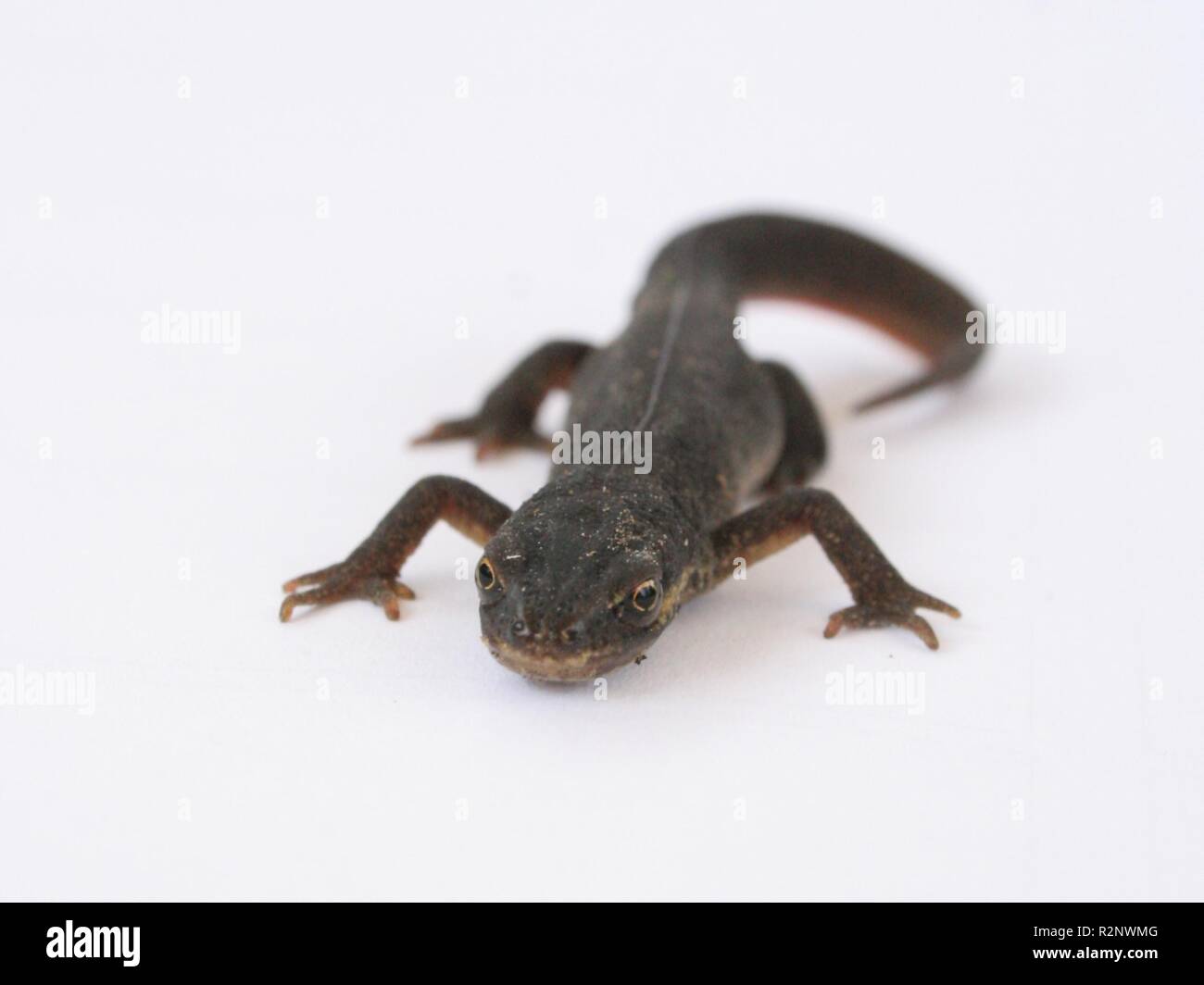 Grey amphibian hi-res stock photography and images - Alamy