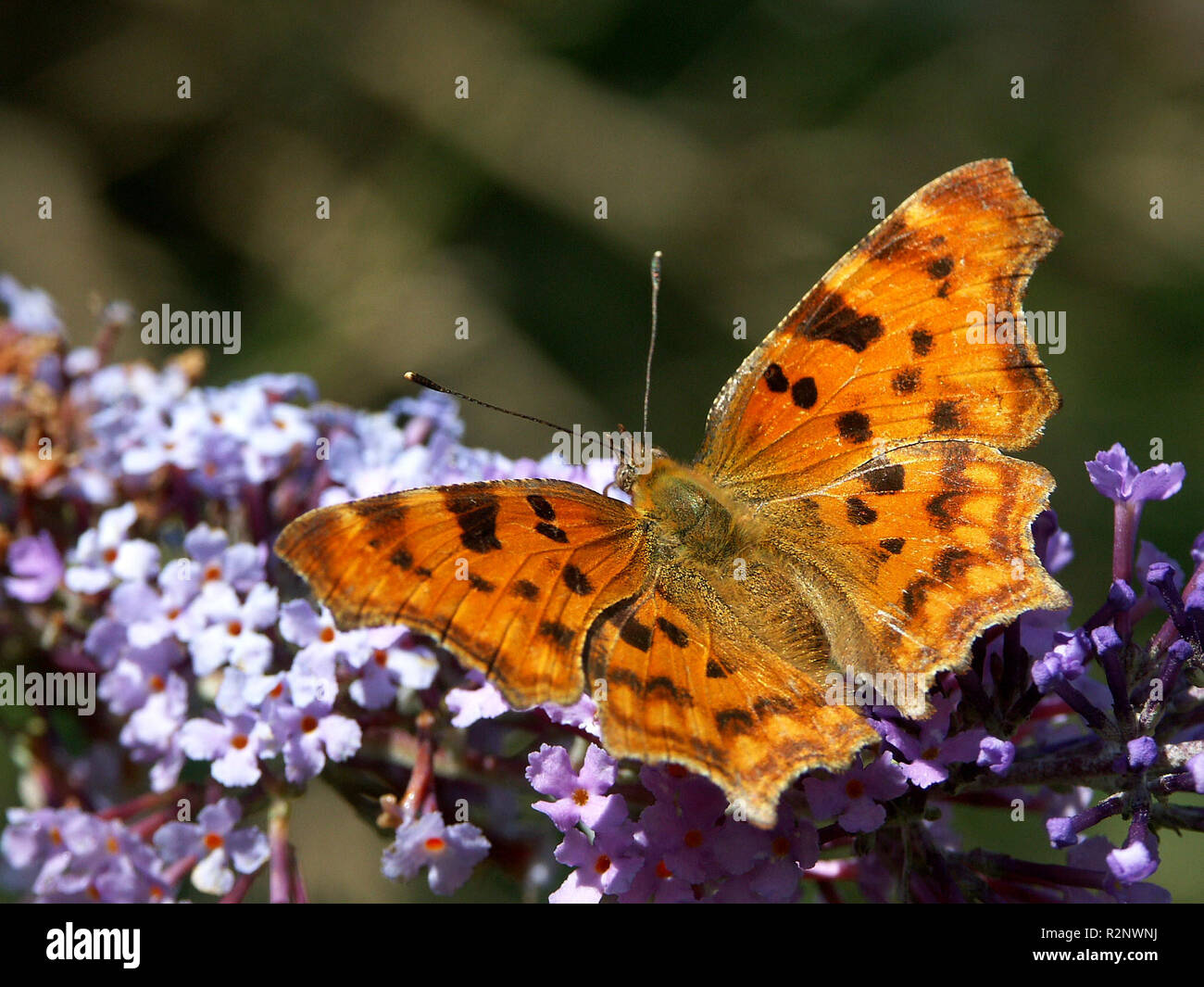 C falter hi-res stock photography and images - Alamy