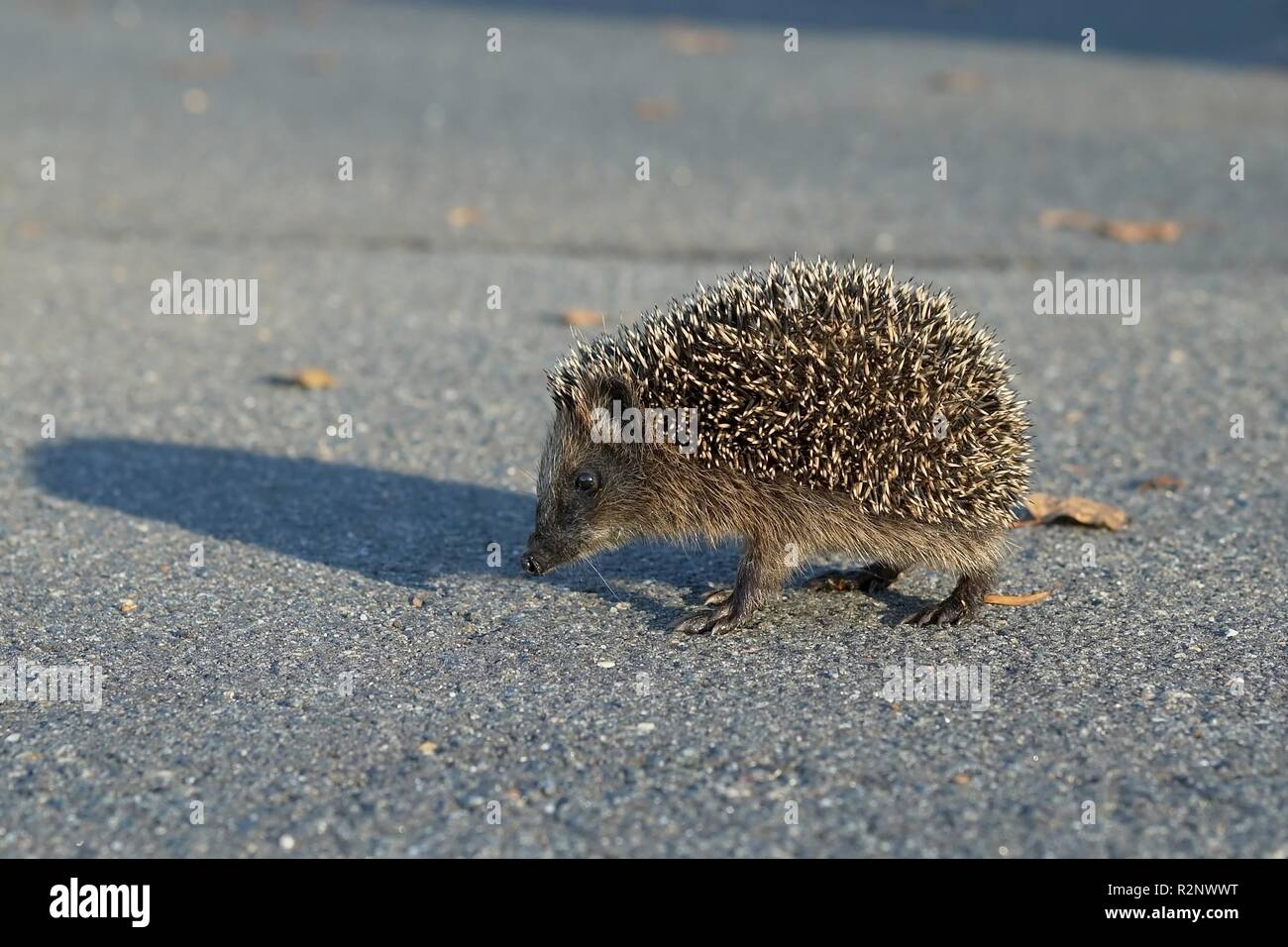 Useful for wildlife hi-res stock photography and images - Alamy
