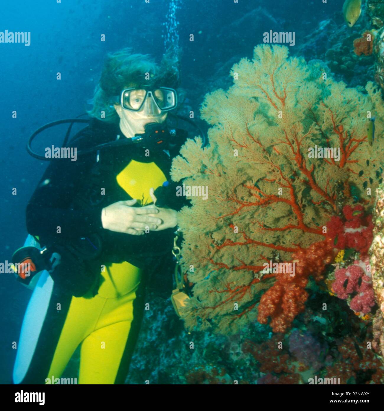 diver with fan coral Stock Photo - Alamy