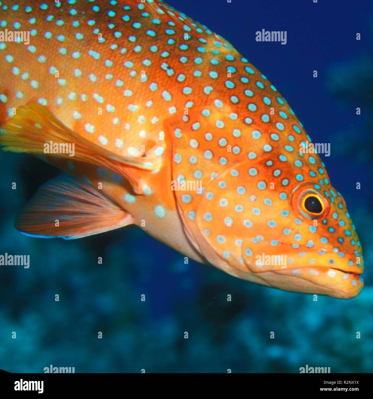 Red jewel fish hi-res stock photography and images - Alamy