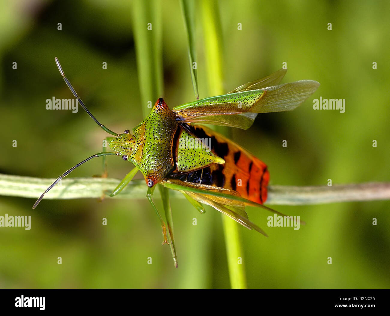 Close up view of shield bug hi-res stock photography and images - Alamy