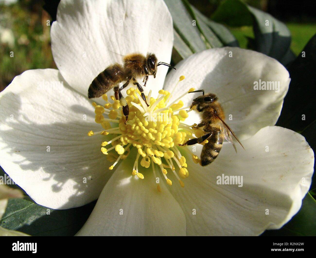 christmas is coming soon Stock Photo - Alamy