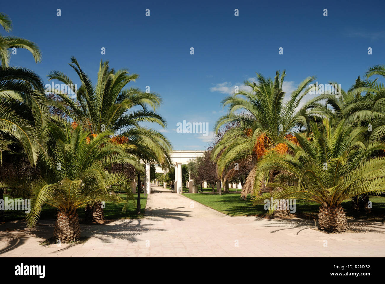 palm trees in the city park of valencia,spain at Stock Photo - Alamy