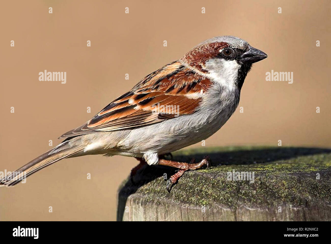 Only sparrow hi-res stock photography and images - Alamy