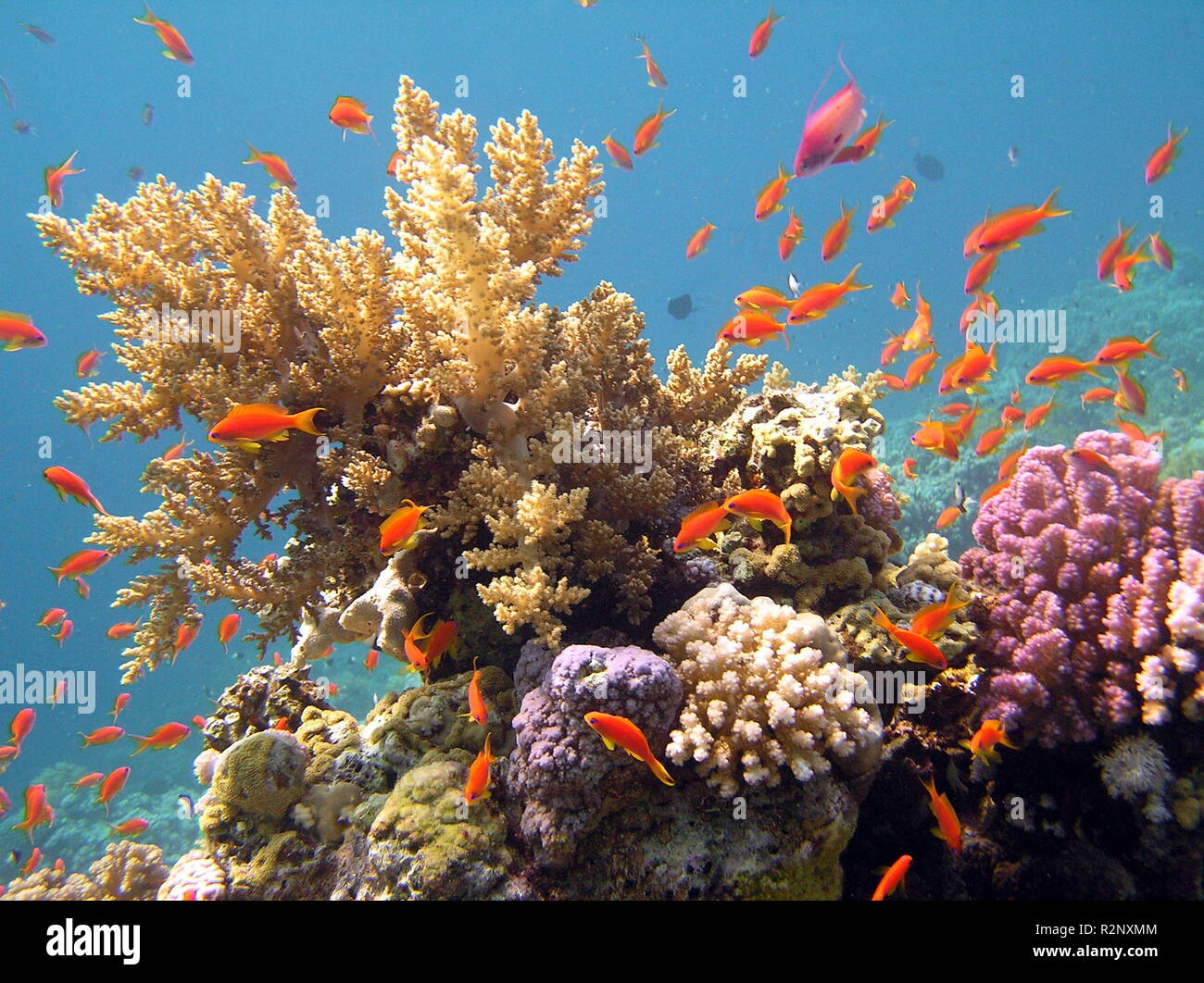 egypt underwater world 1 Stock Photo - Alamy
