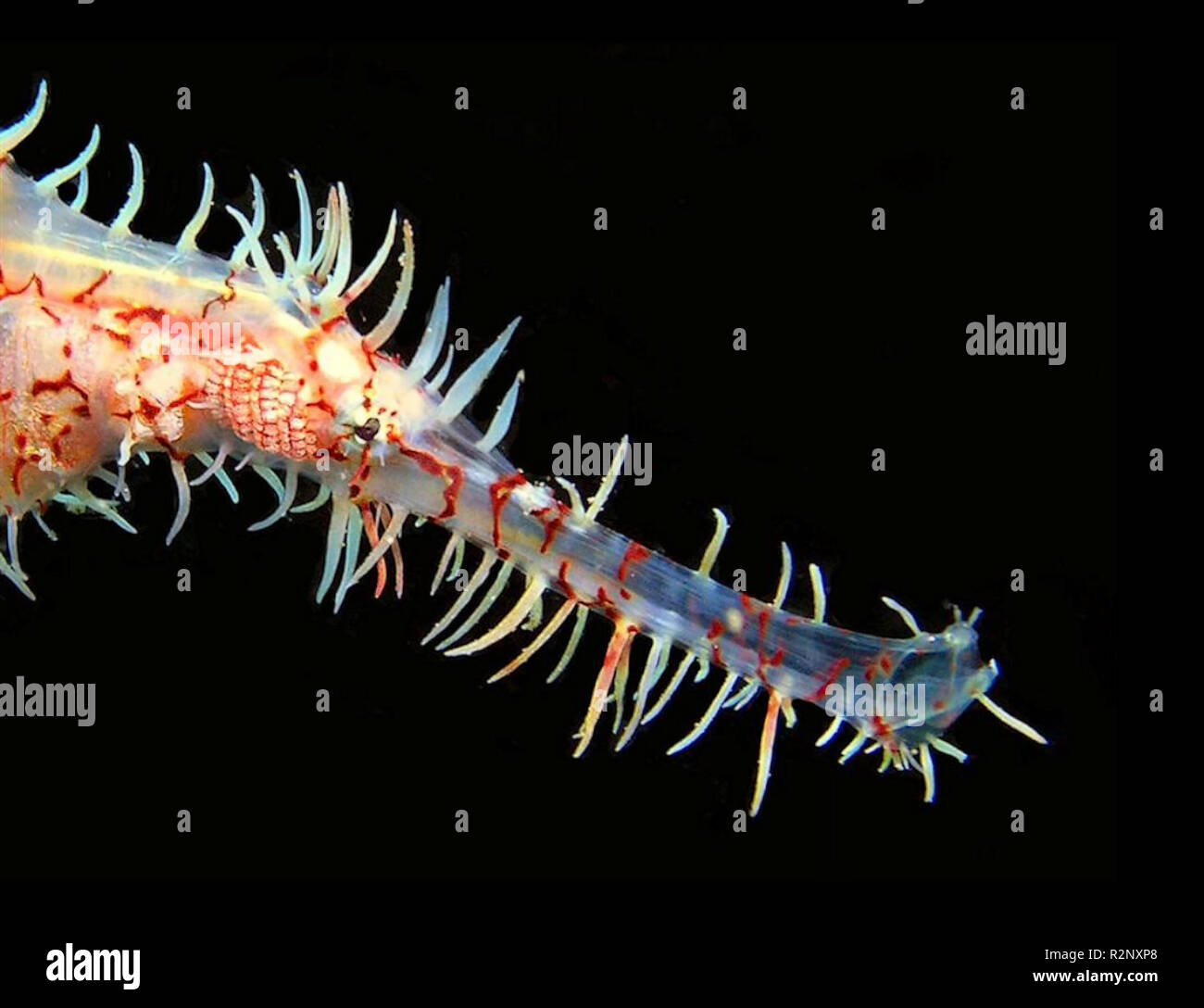 head of a ghost arrow fish Stock Photo - Alamy