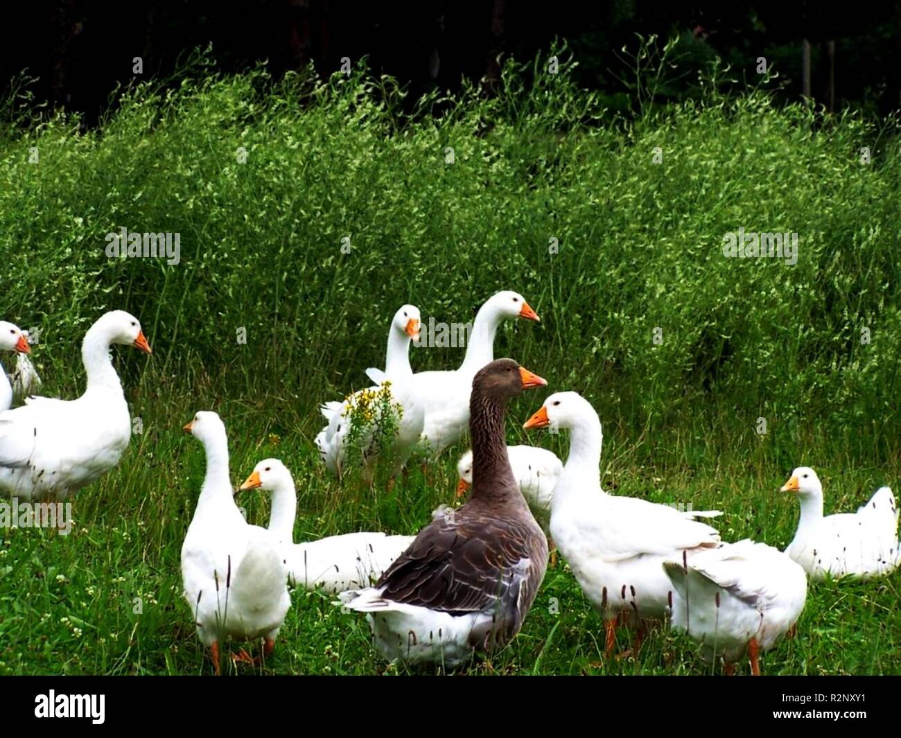 Something Different From Others