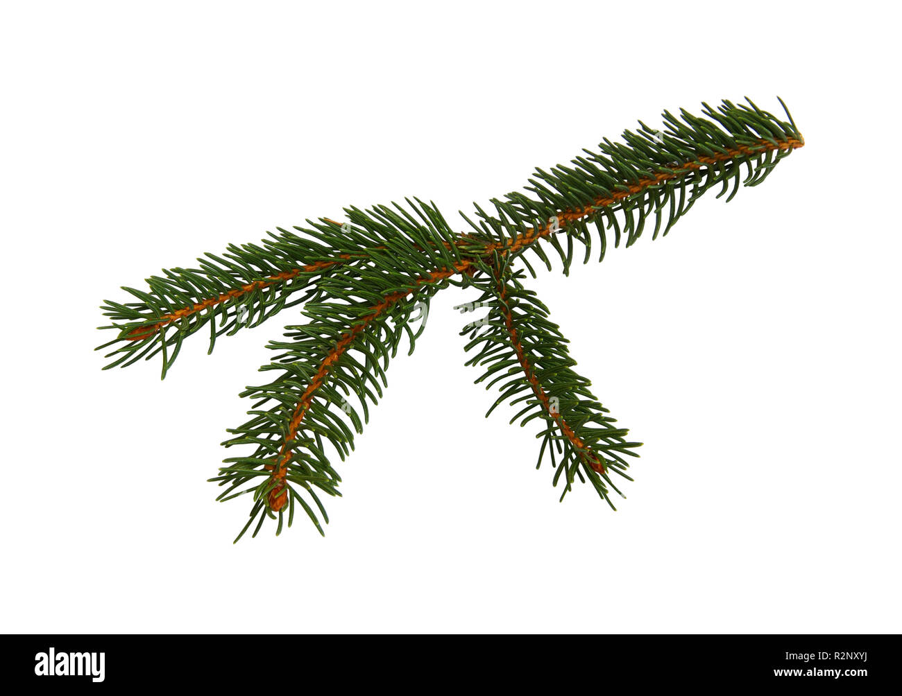 Jewellery fir Cut Out Stock Images & Pictures - Alamy