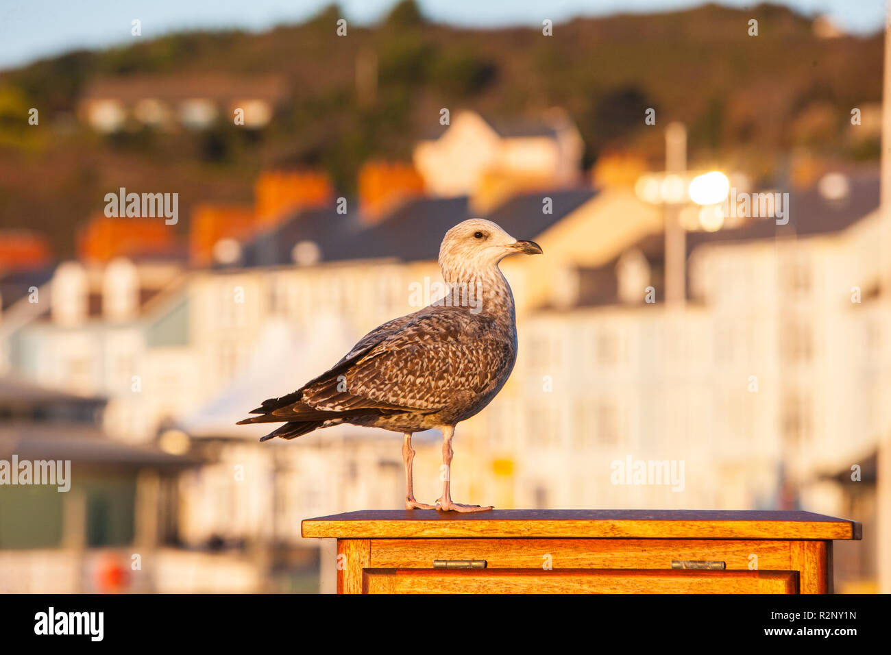 seagull,gull,Golden,light,sunset,sundown,over,Aberystwyth,Cardigan Bay ...