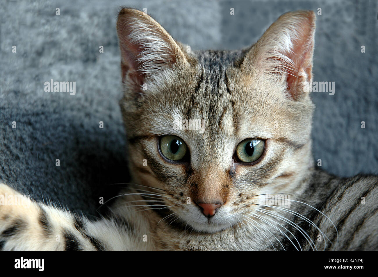 Minchen High Resolution Stock Photography and Images - Alamy