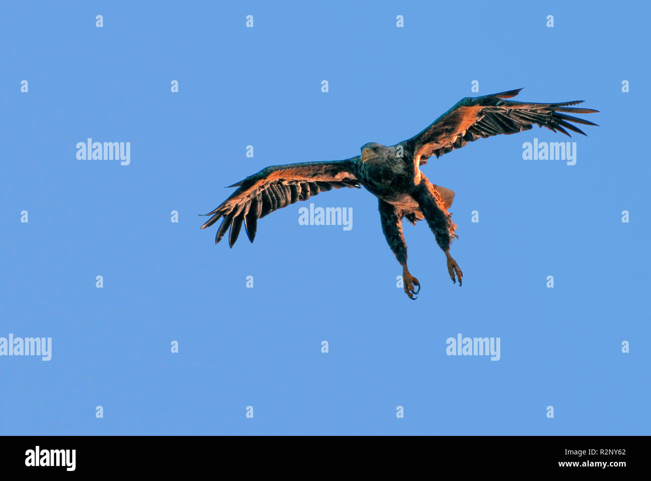 Razor Beaks High Resolution Stock Photography and Images - Alamy